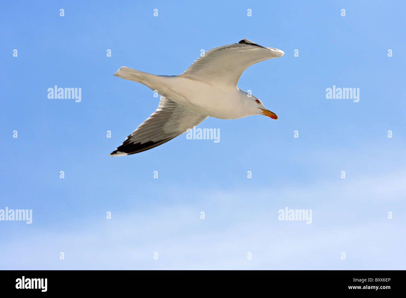 Adult Yellow-legged Gull (Larus michahellis) Flying Stock Photo - Alamy