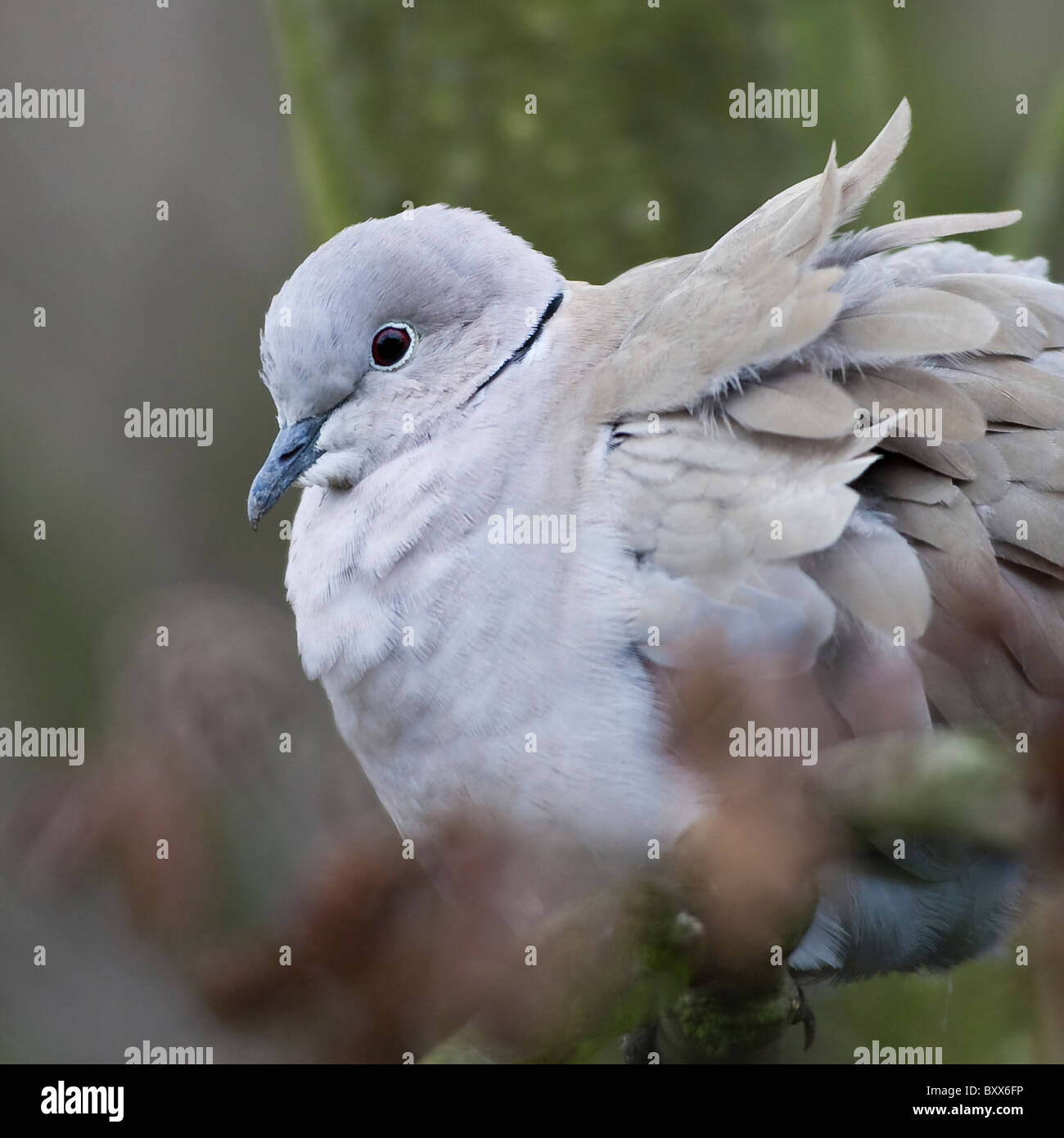 Close up of a perched Collard Dove, Streptopelia decaocto, with puffed ...