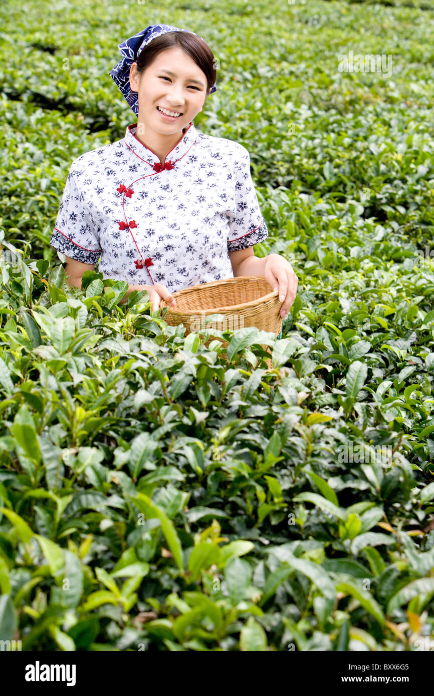 Young Woman in a Tea Field Stock Photo - Alamy