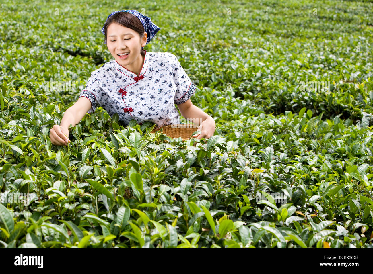 Young Woman Picking Tea Stock Photo - Alamy