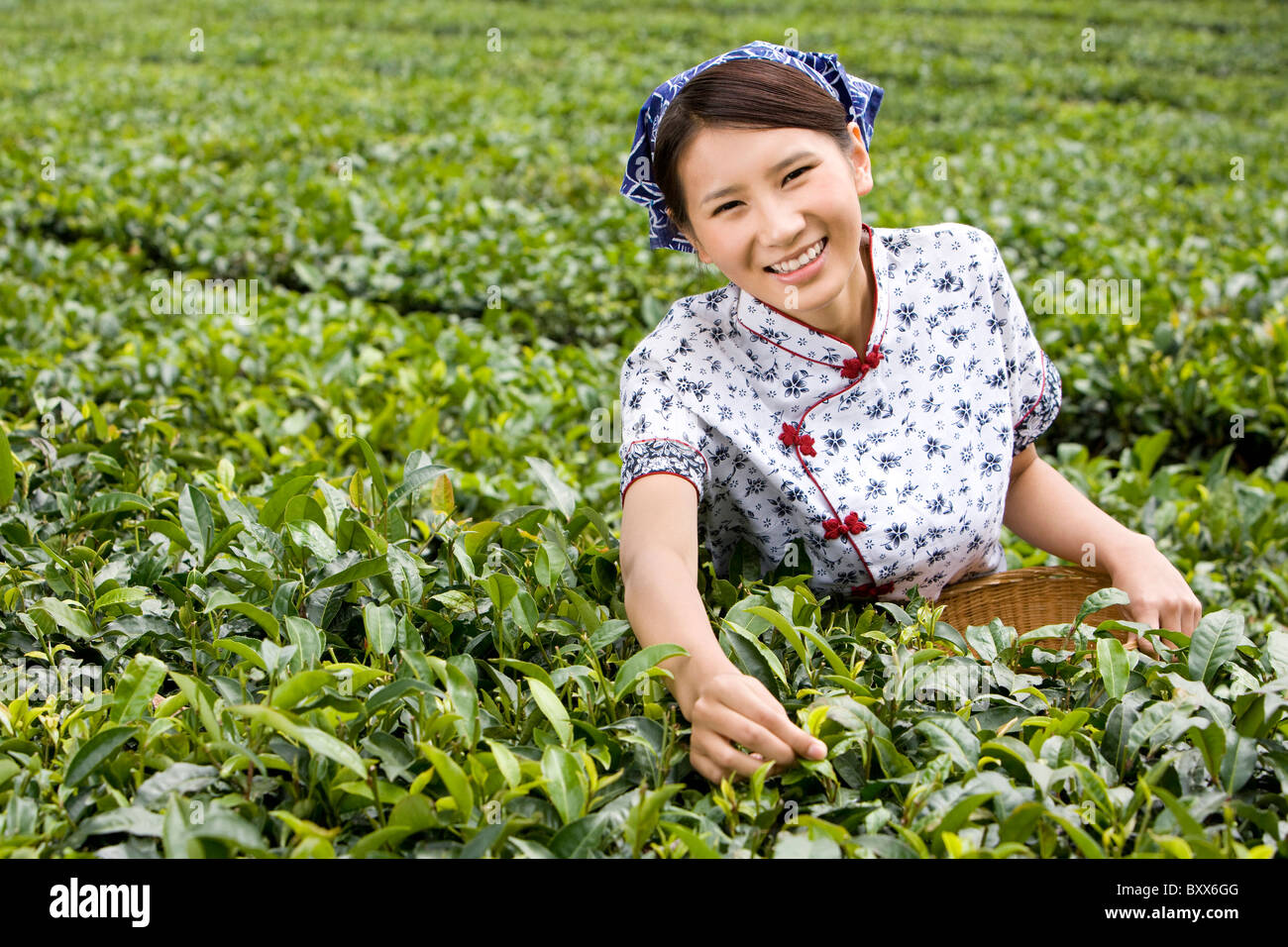Adult woman picking tea plantation hi-res stock photography and images ...