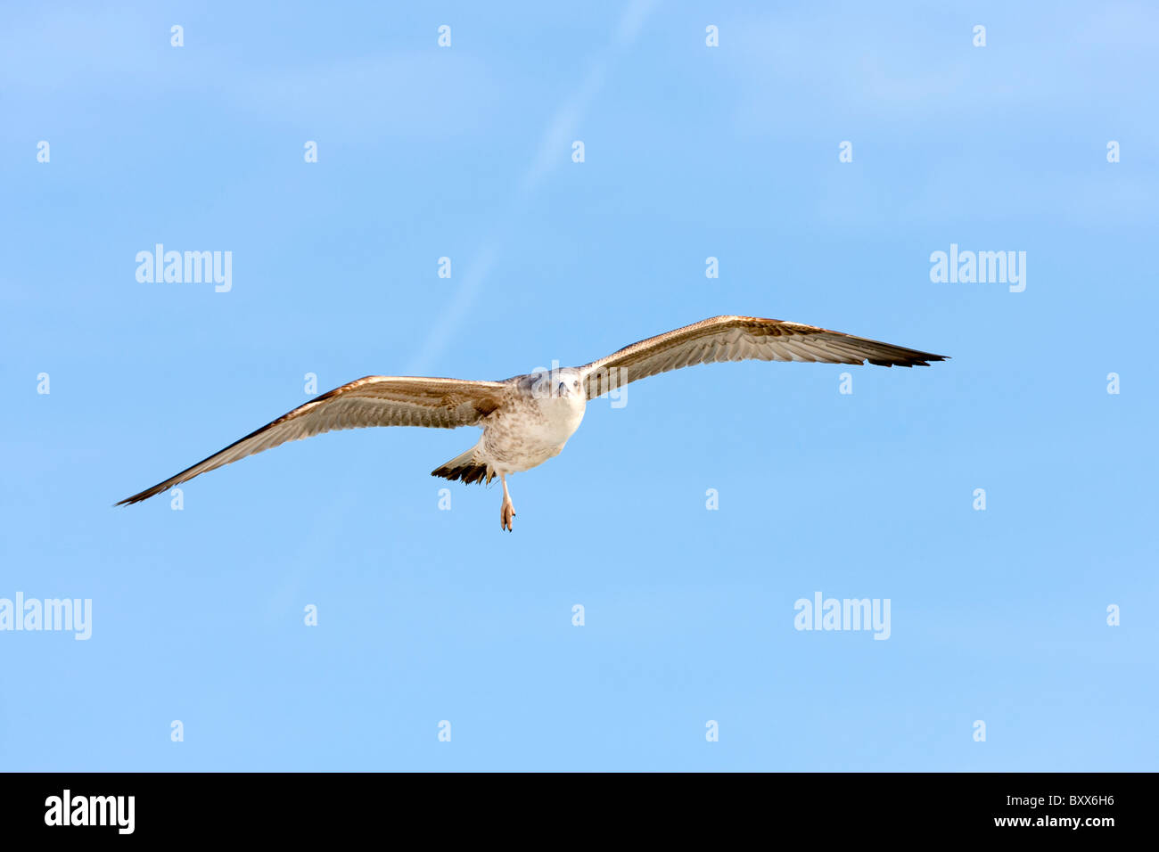 Juvenile Yellow-legged Gull (Larus michahellis) Flying Stock Photo - Alamy