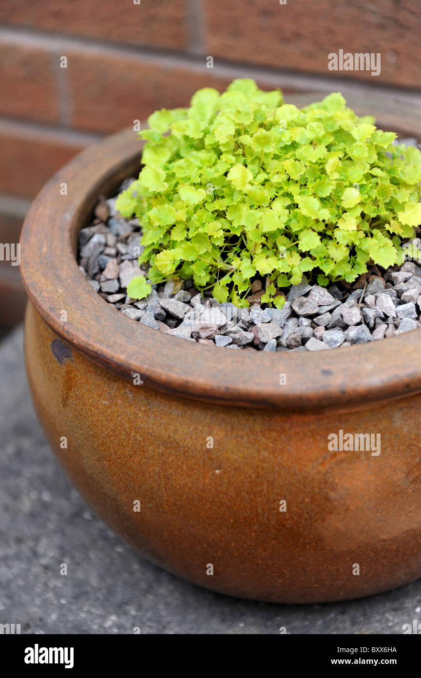 Alpine plant pot hi-res stock photography and images - Alamy