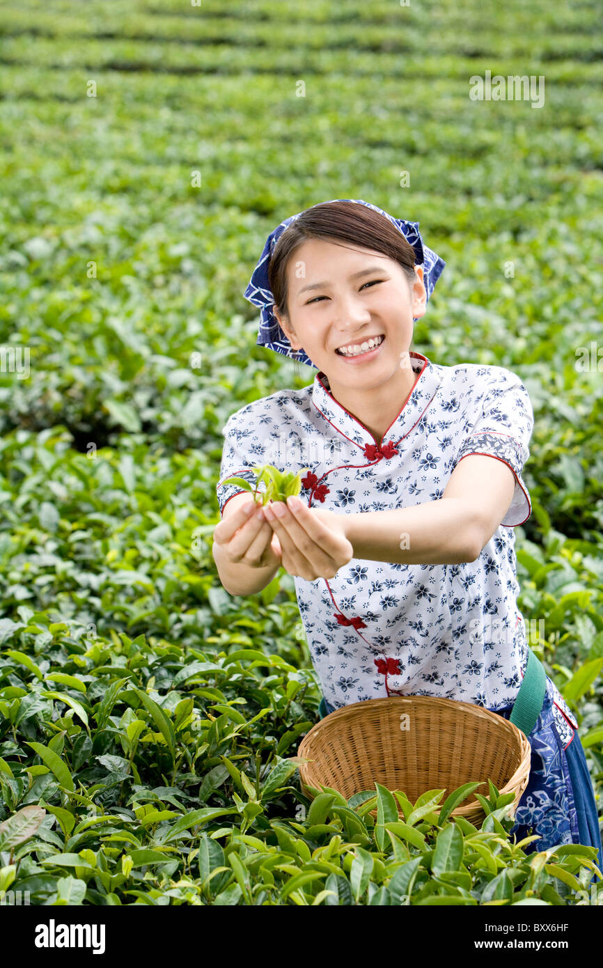 Young Woman in a Tea Field Holding Fresh Tea Leaves Stock Photo - Alamy