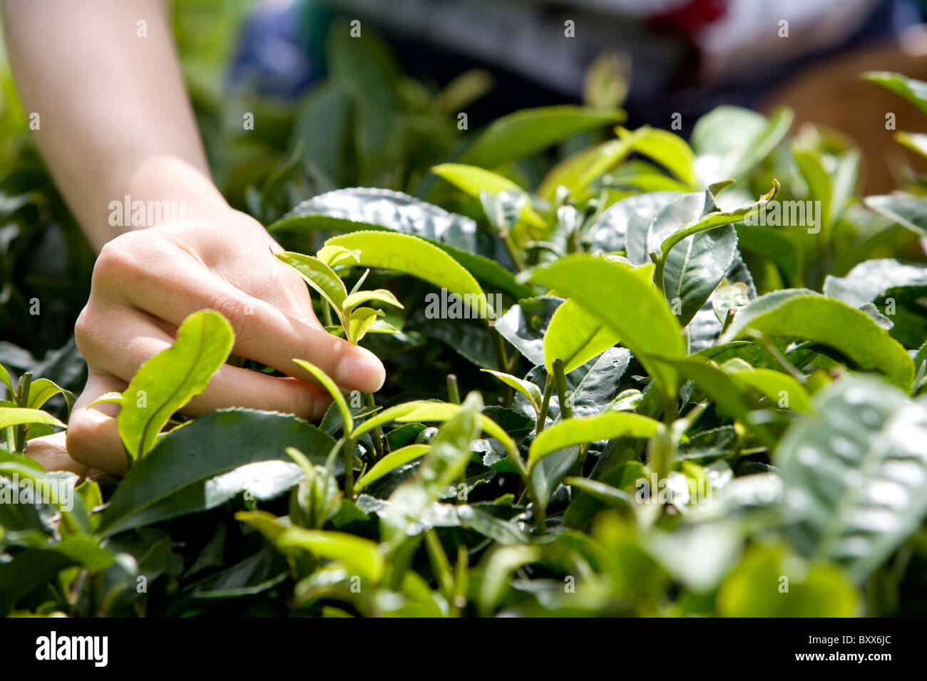 Woman picking tea close up hi-res stock photography and images - Alamy
