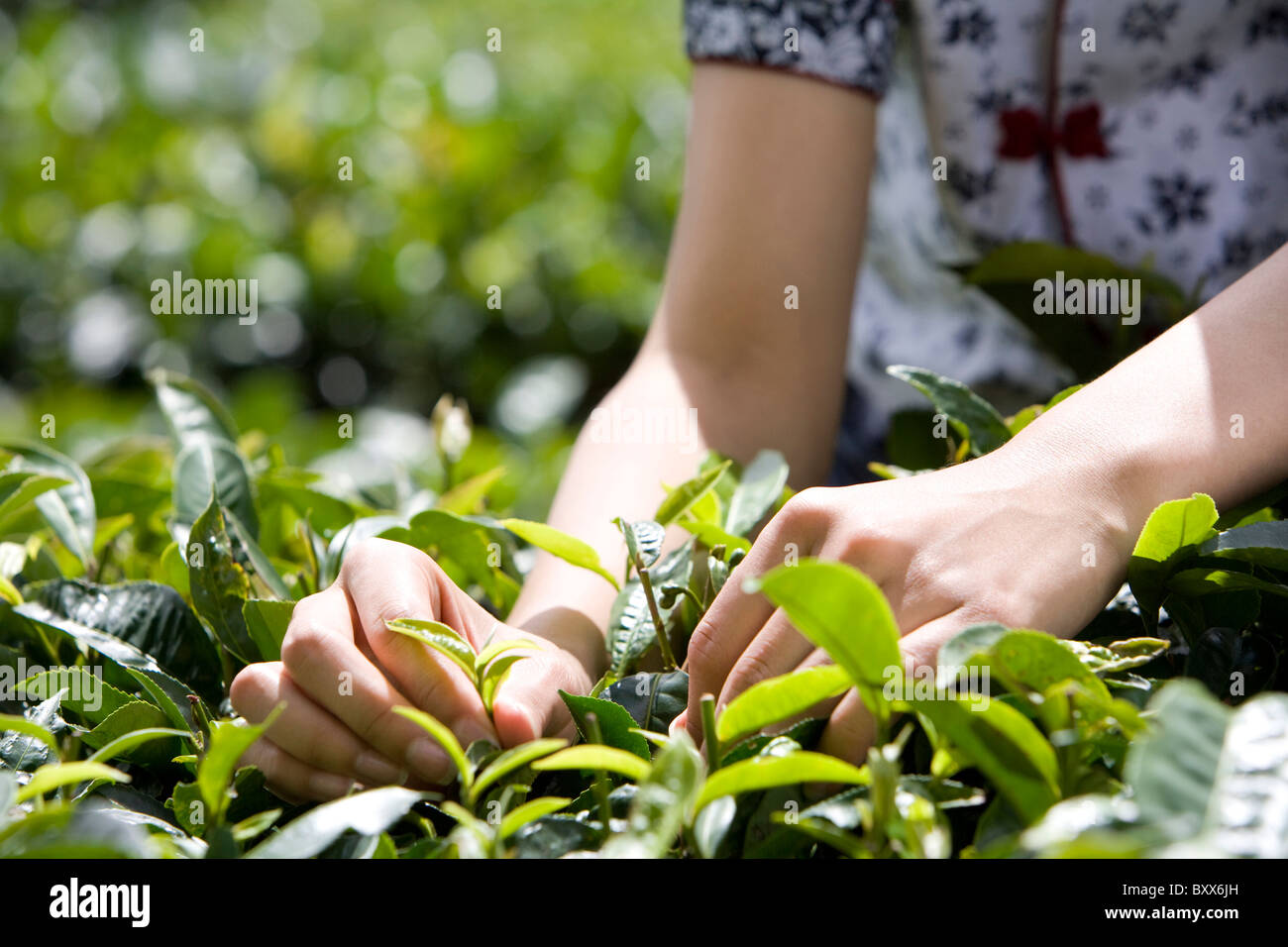 Woman picking tea close up hi-res stock photography and images - Alamy