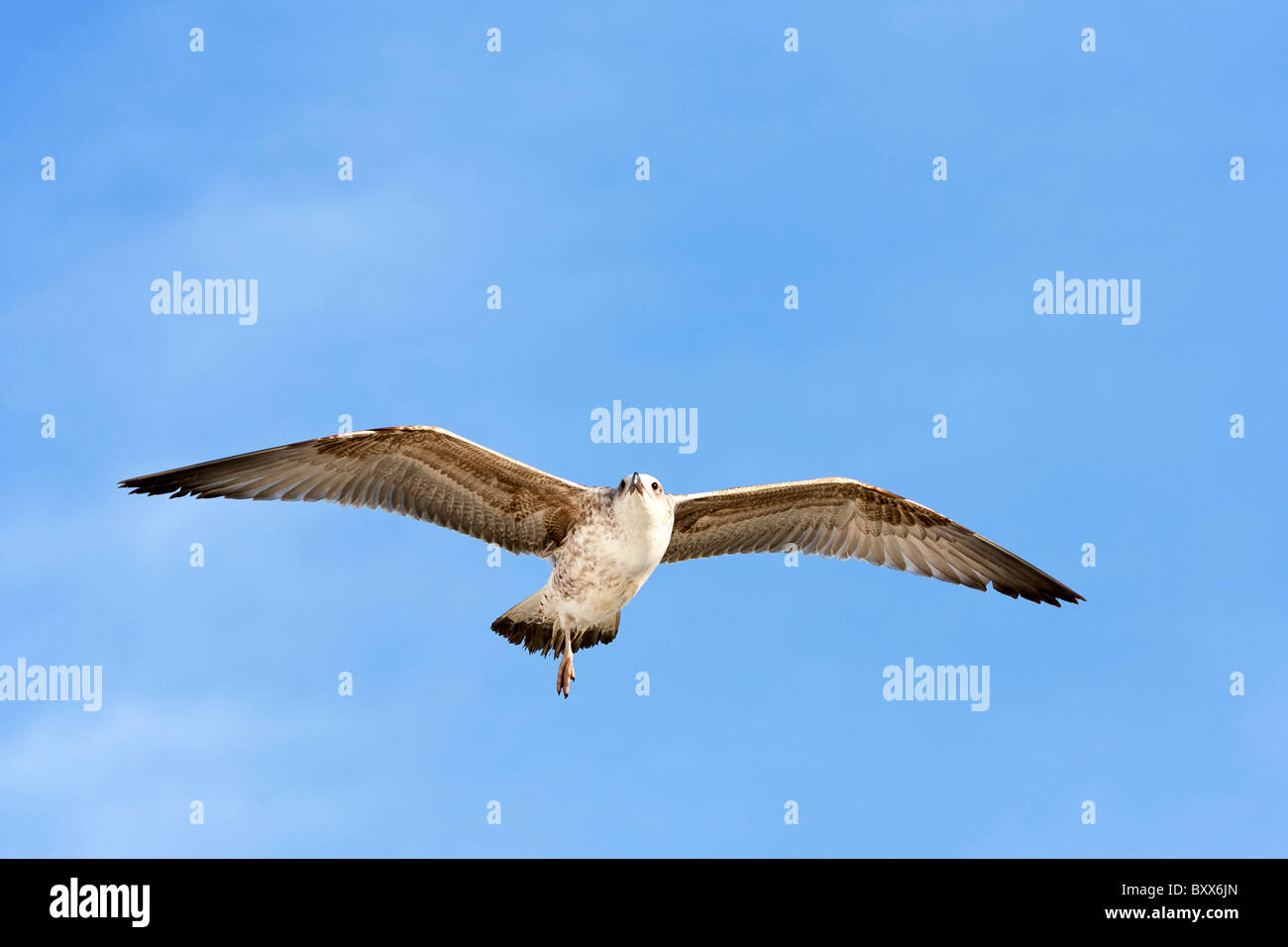 Juvenile yellow legged gull hi-res stock photography and images - Alamy