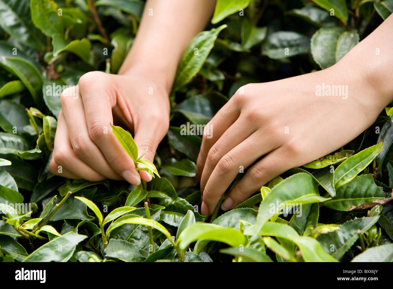 Tea Picking China High Resolution Stock Photography and Images - Alamy