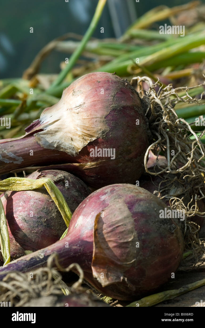 Onions 'Red Baron' (Allium cepa) drying out on the bench in a South ...
