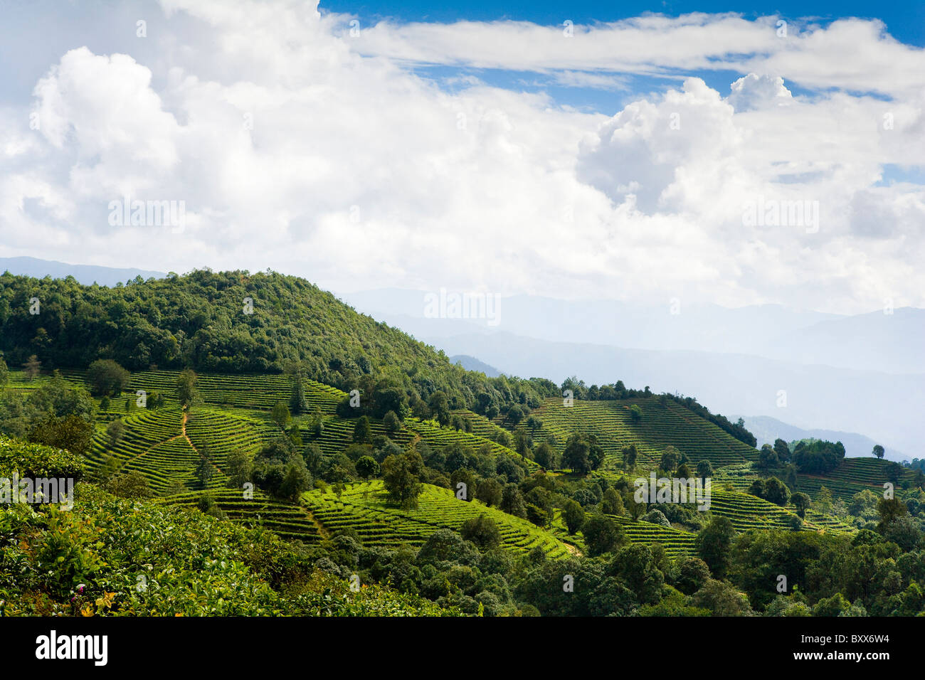 Scenic View of Tea Plantation, Yunnan Stock Photo - Alamy