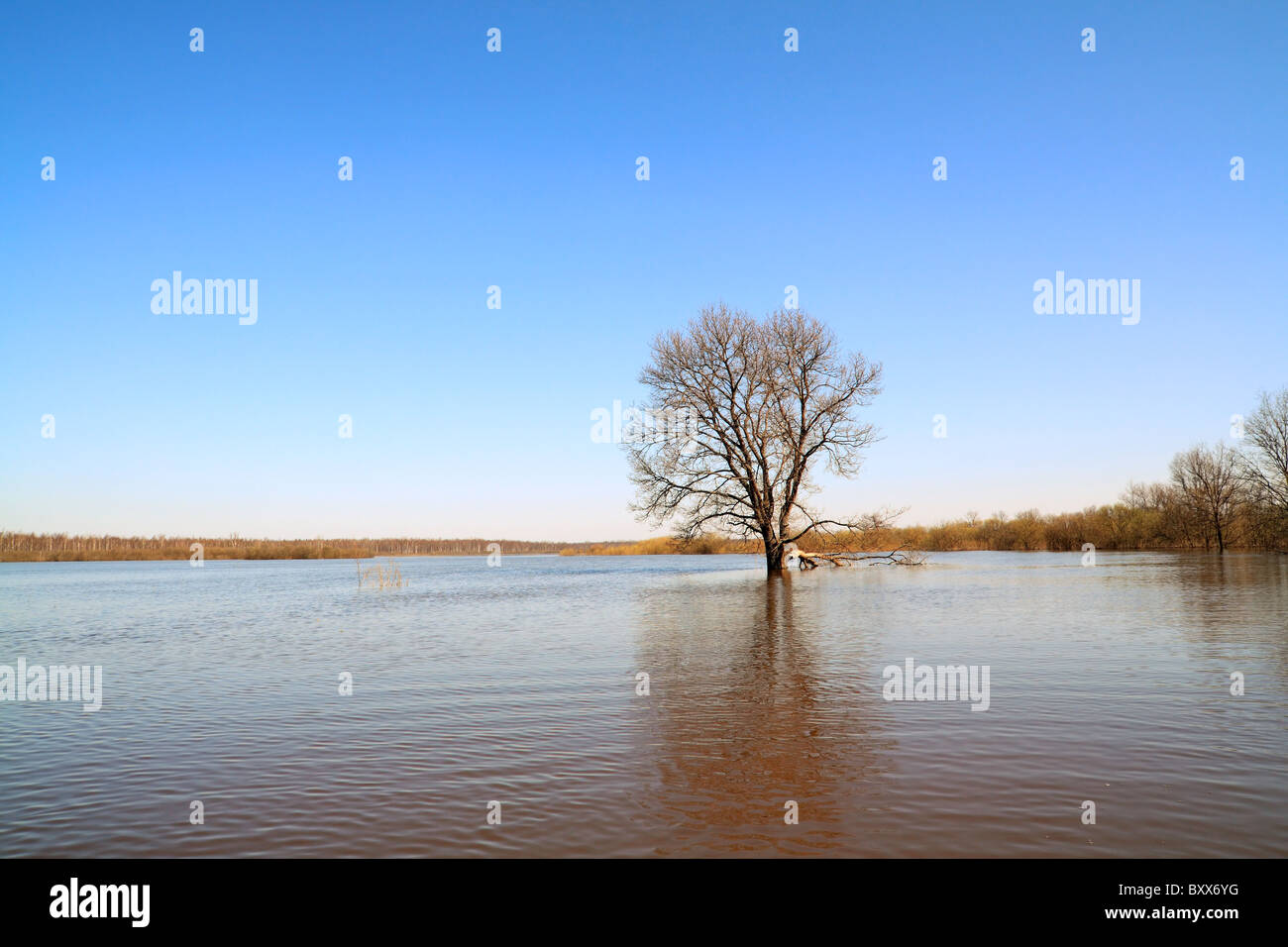 oak amongst spring water Stock Photo - Alamy
