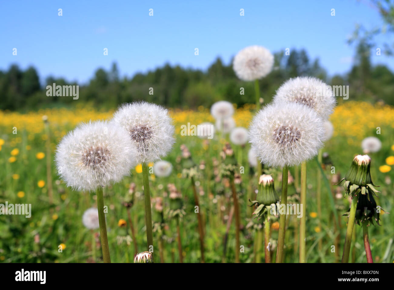 Dandelions life cycle hi-res stock photography and images - Alamy