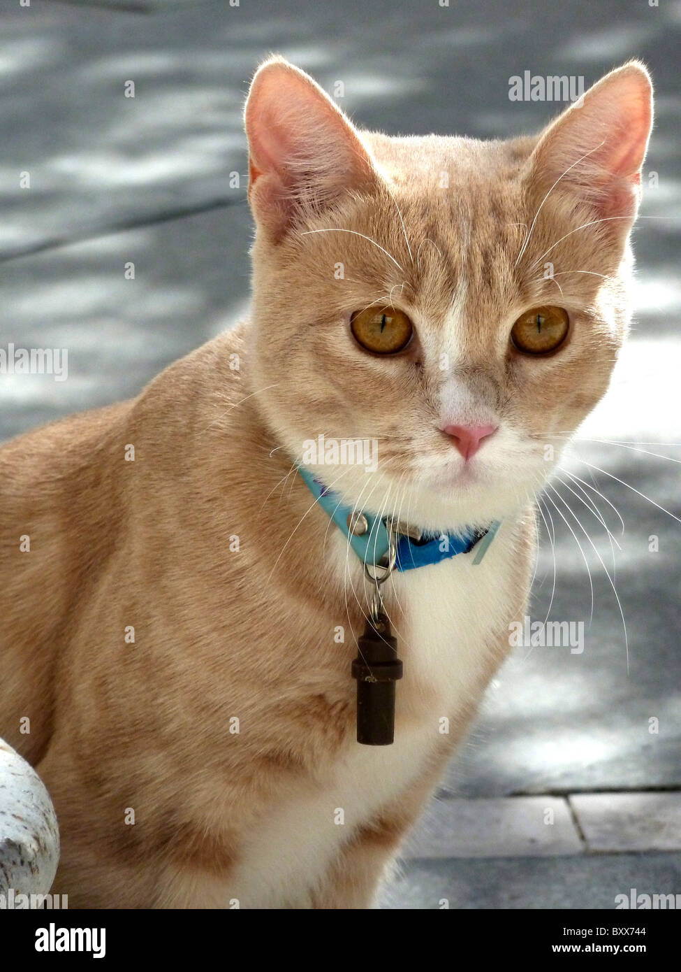 Fawn cat hi-res stock photography and images - Alamy