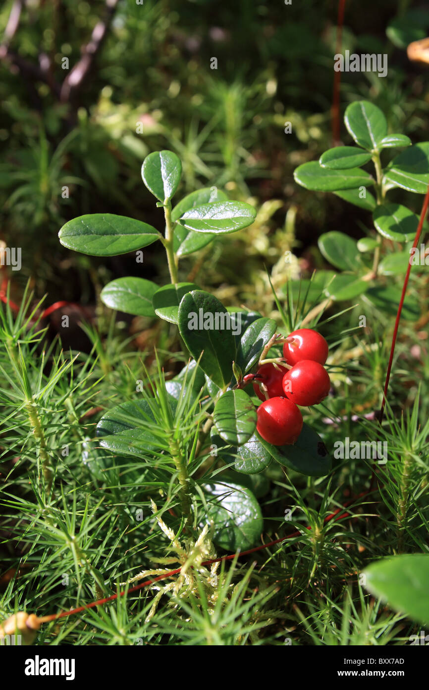 Lingon berry plant hi-res stock photography and images - Alamy