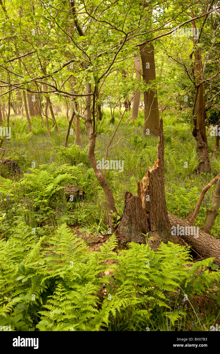 Rotting fallen tree in woodland Stock Photo - Alamy