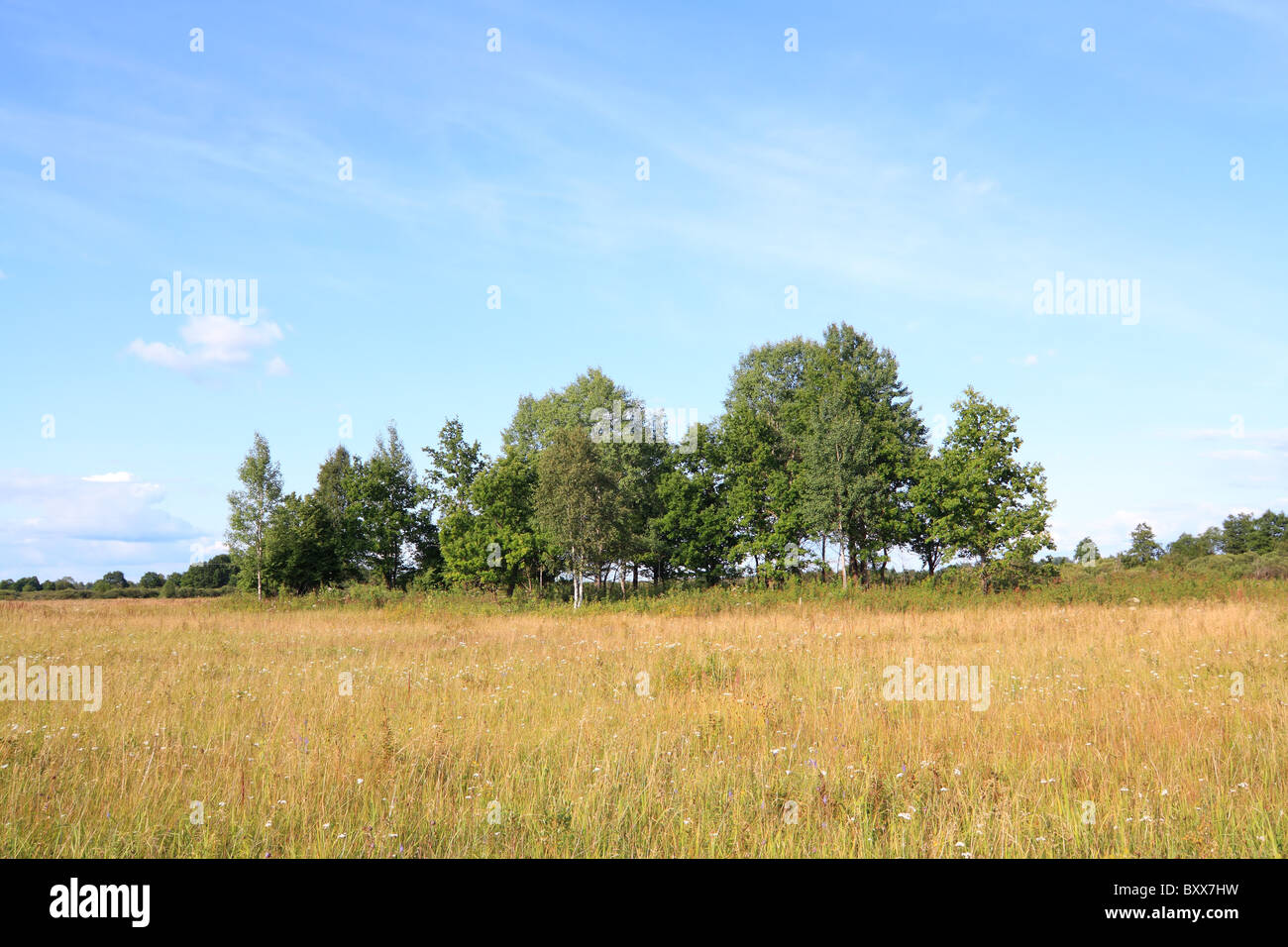 Copse farm hi-res stock photography and images - Alamy