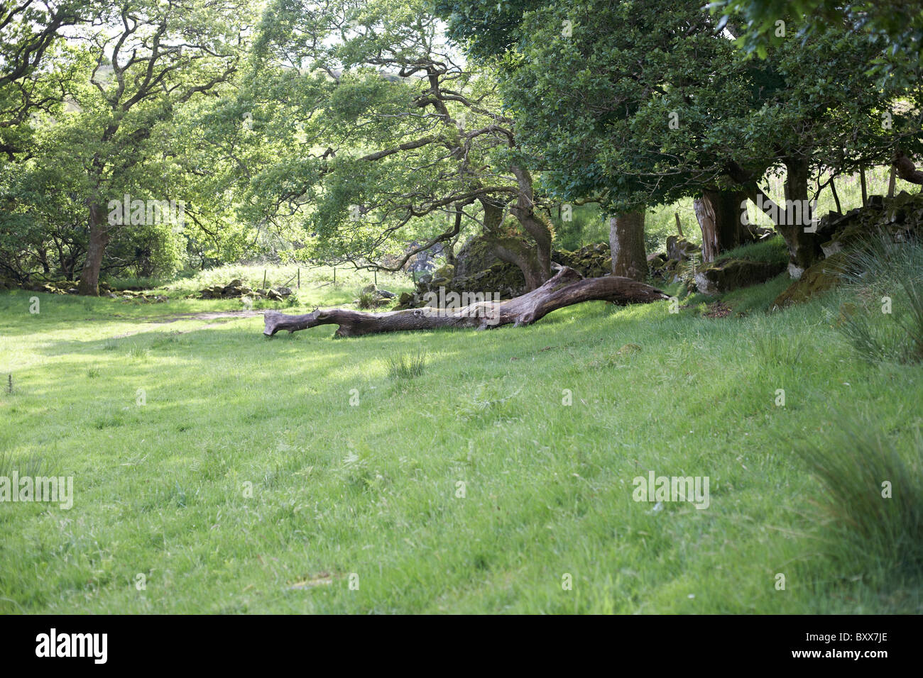 field and trees Stock Photo - Alamy