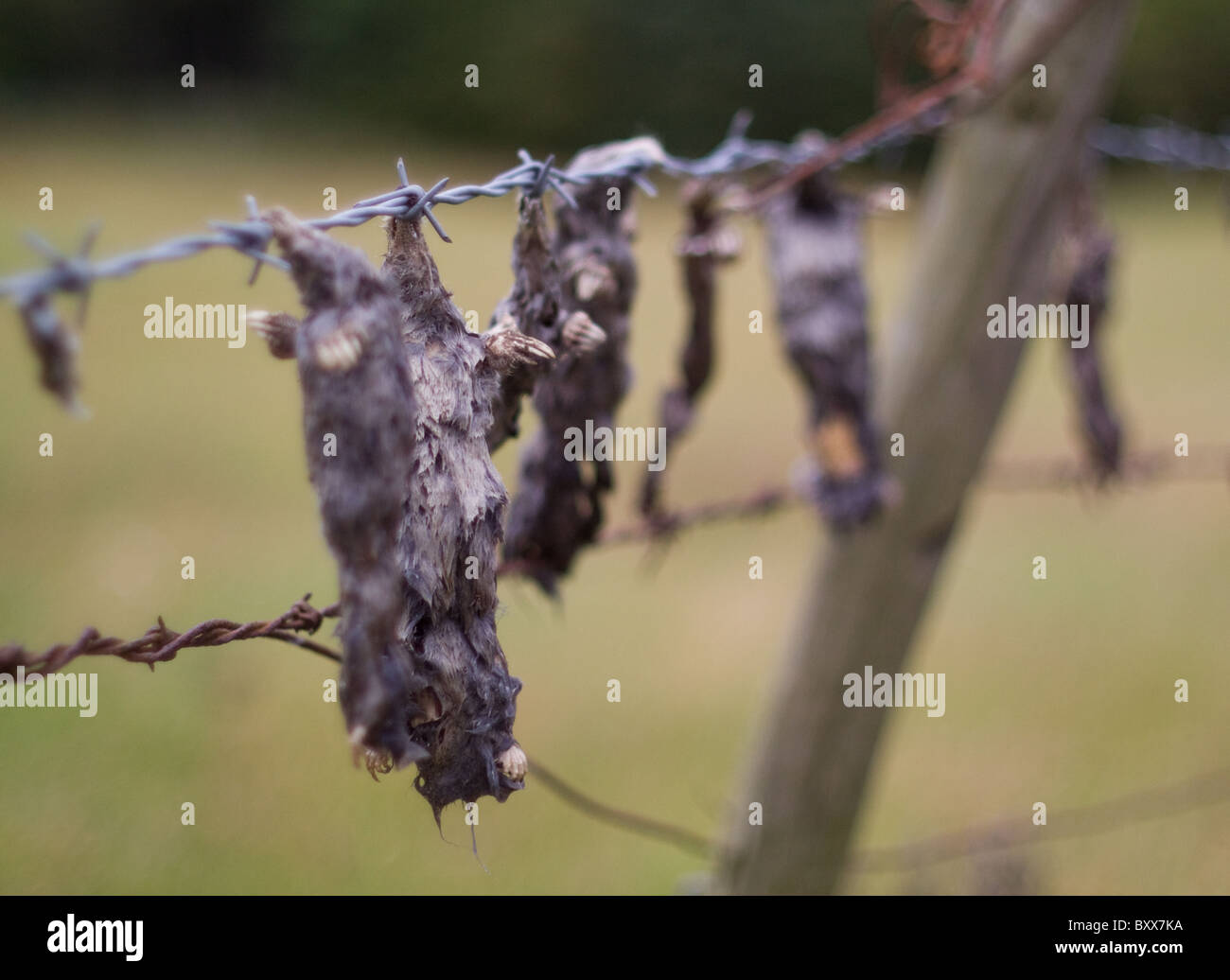Dead moles hanging from a barbed wire fence, County Durham, England ...