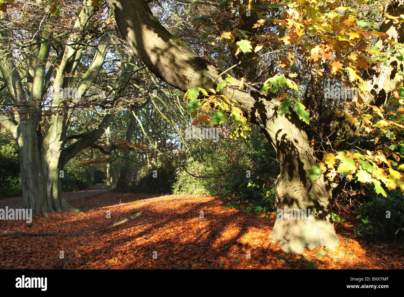 Norton priory runcorn hi-res stock photography and images - Alamy
