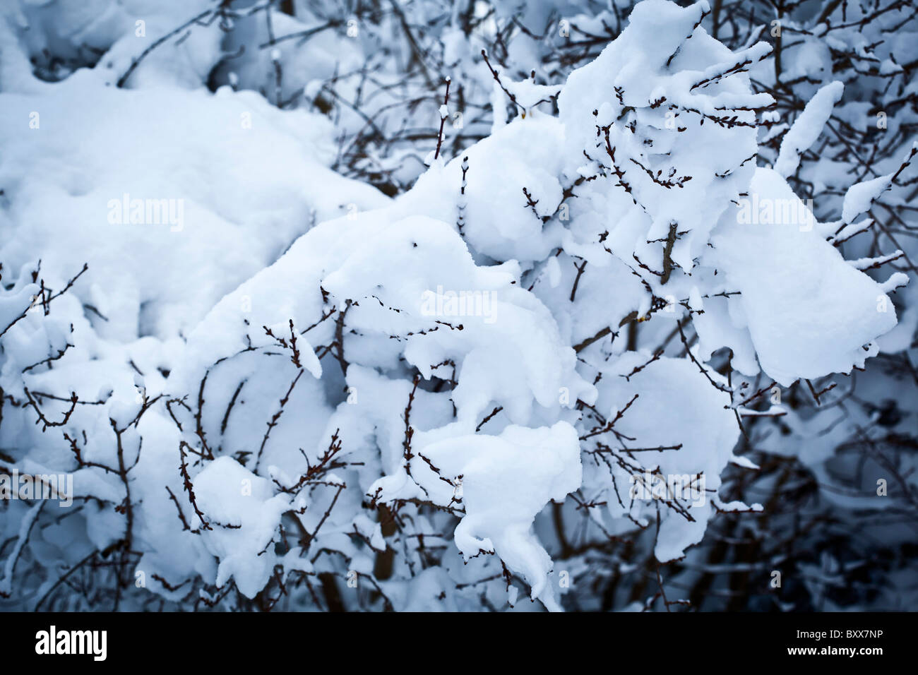 snow on a tree Stock Photo - Alamy