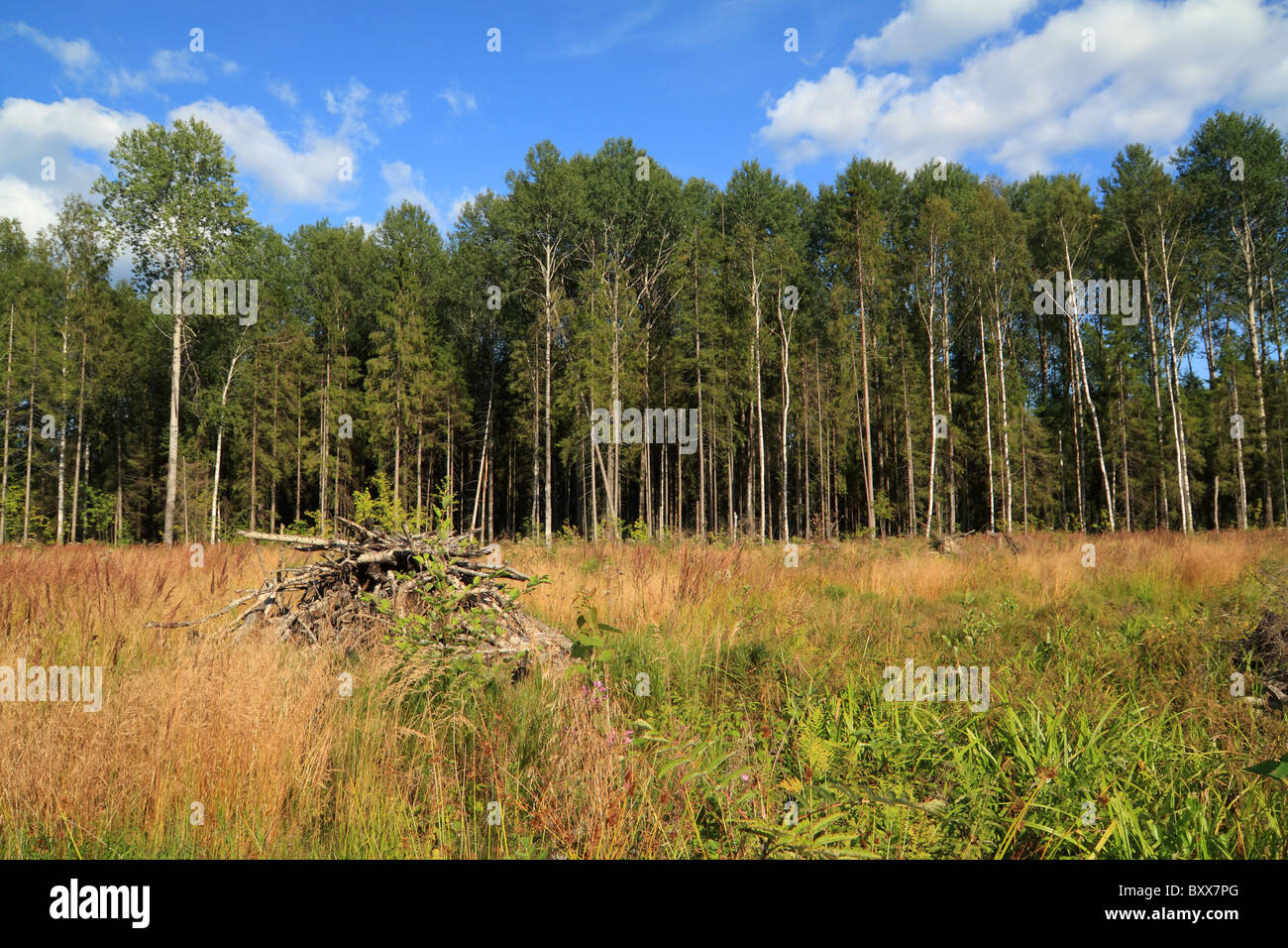 wood near by field Stock Photo - Alamy