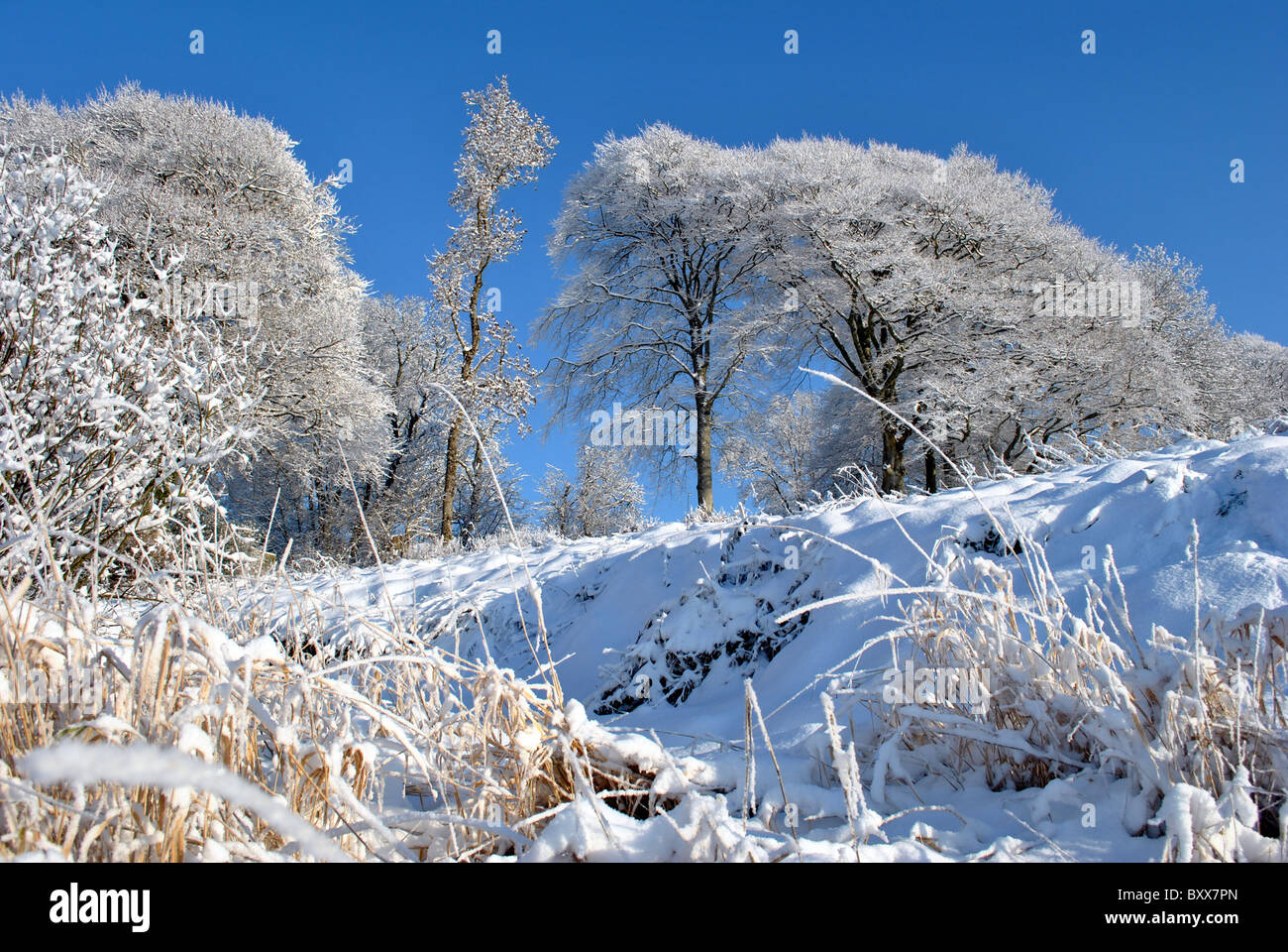 winter time snow scene Stock Photo - Alamy