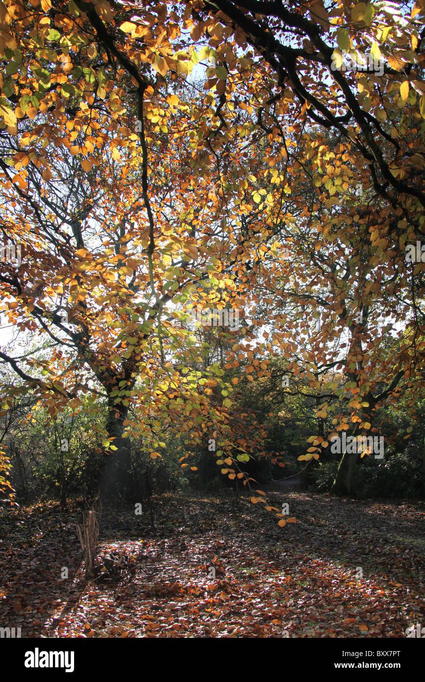 Norton priory runcorn hi-res stock photography and images - Alamy