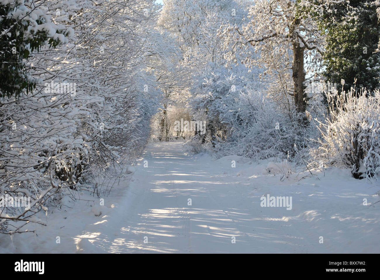snow covered pathway through a forestry Stock Photo - Alamy