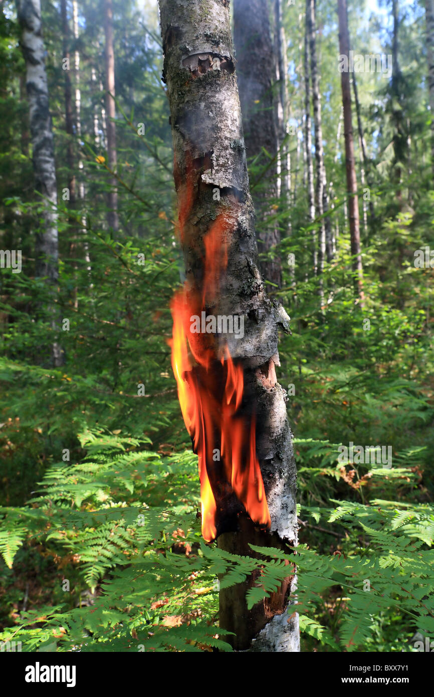 fire in wood Stock Photo - Alamy