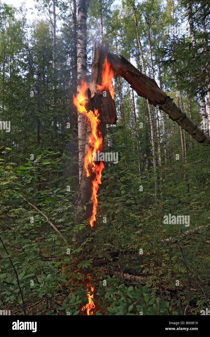 fire in wood Stock Photo - Alamy