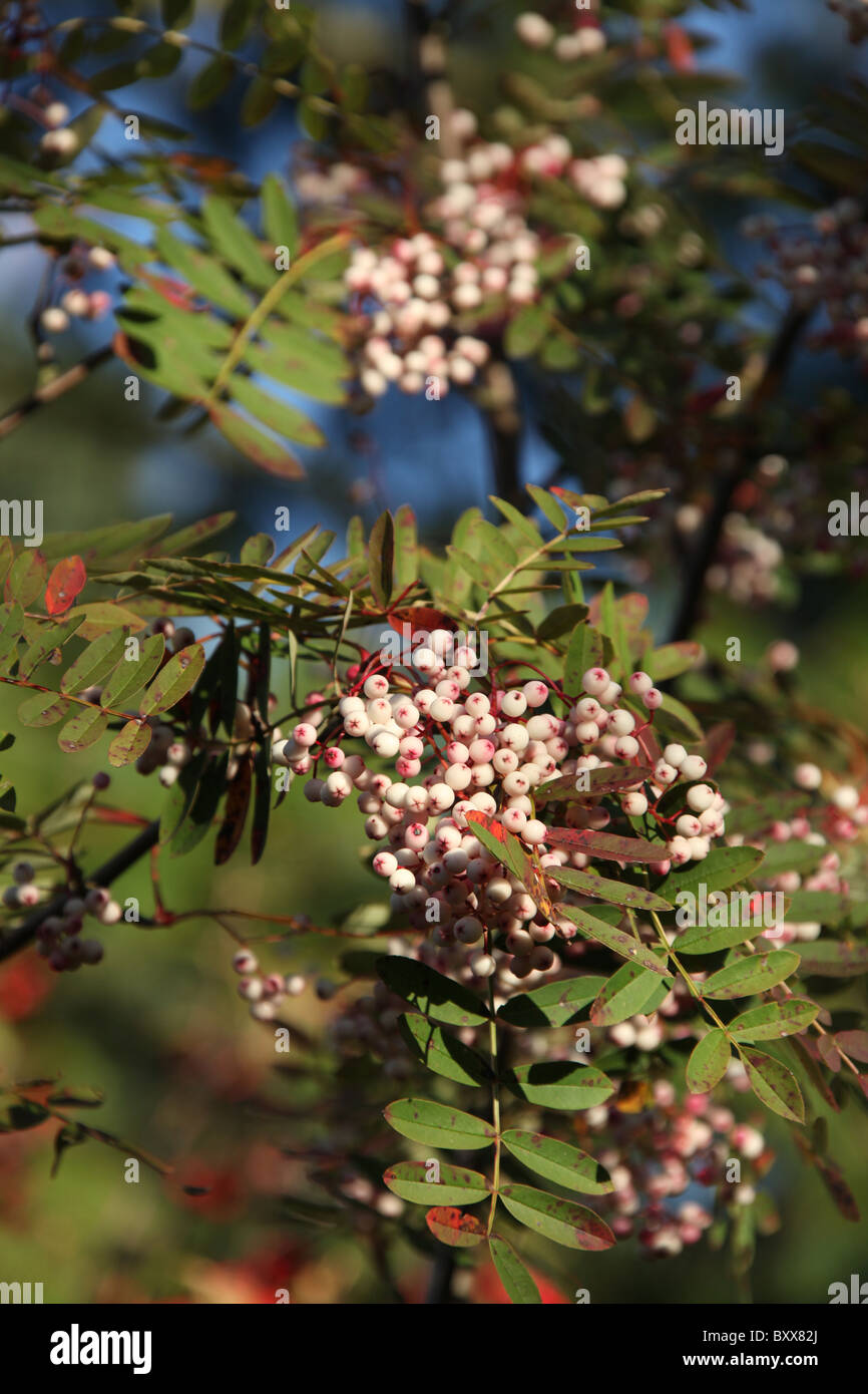 Sorbus berries tree garden uk hi-res stock photography and images - Alamy