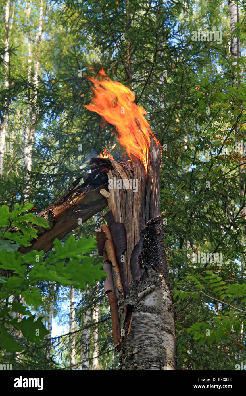 fire in wood Stock Photo - Alamy