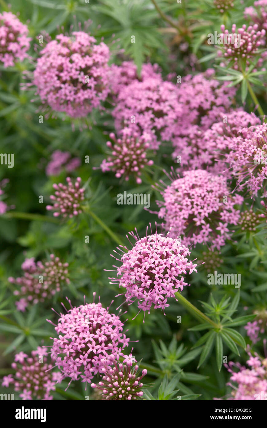 Phuopsis stylosa 'purpurea' at RHS Rosemoor uk Stock Photo - Alamy