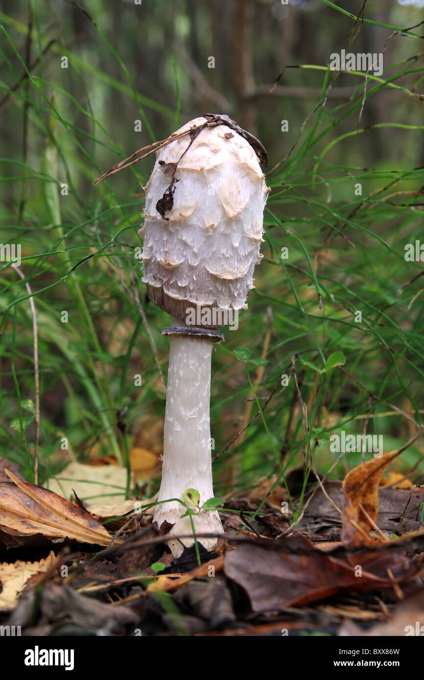 Mushroom bloom hi-res stock photography and images - Alamy