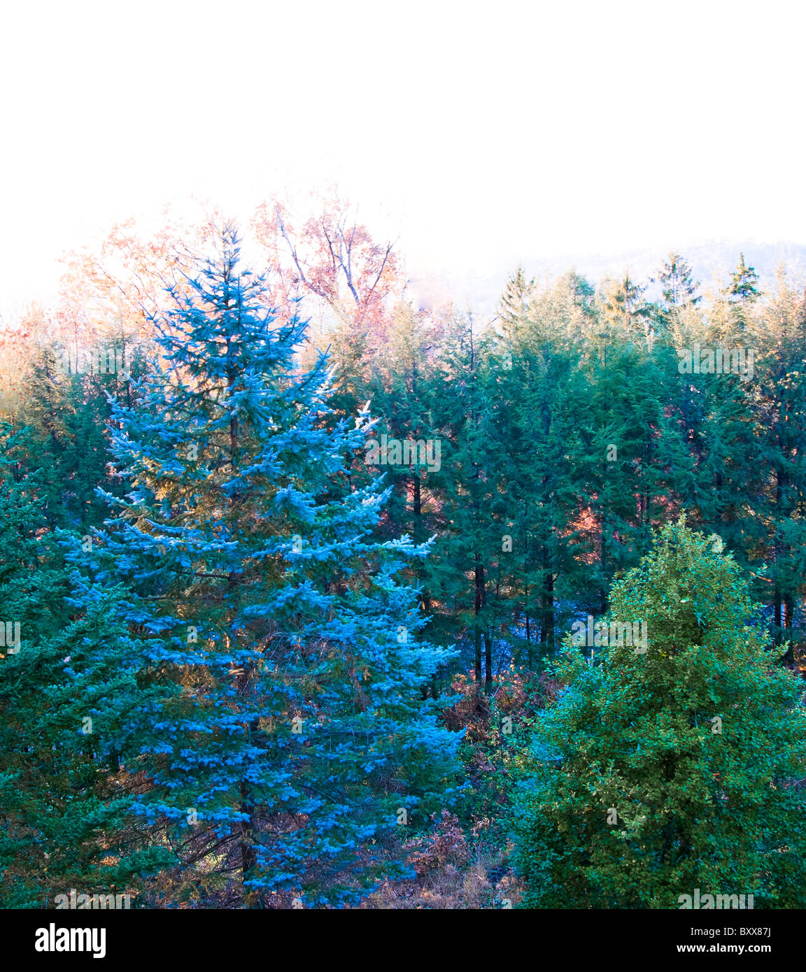 Pine woods in north carolina hi-res stock photography and images - Alamy