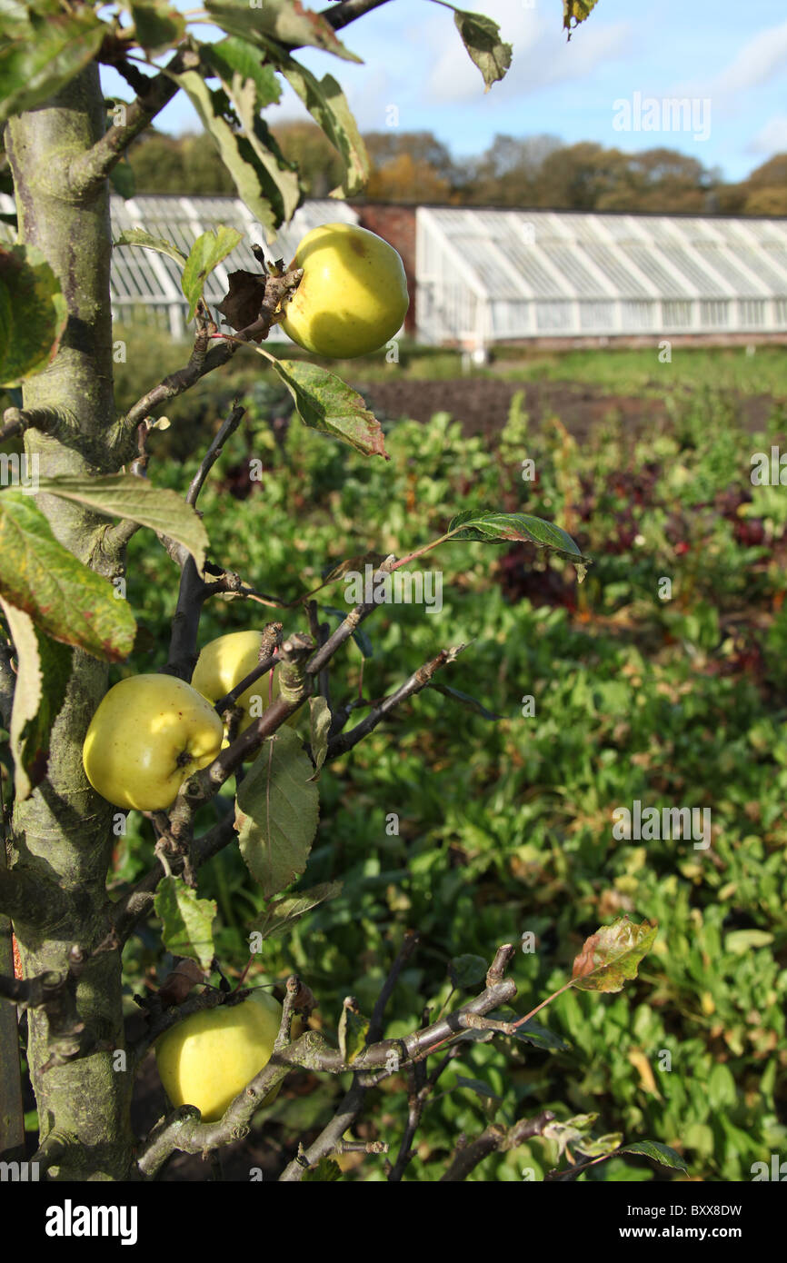 Estate of Tatton Park, England. Autumnal view of Tatton Park’s walled ...