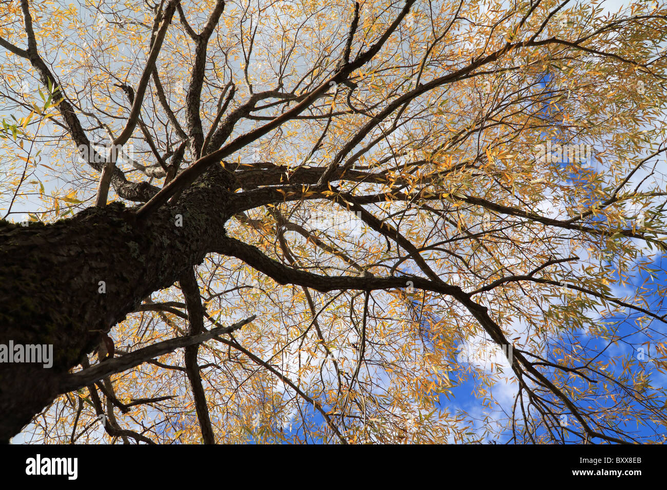To autumn tree hi-res stock photography and images - Alamy