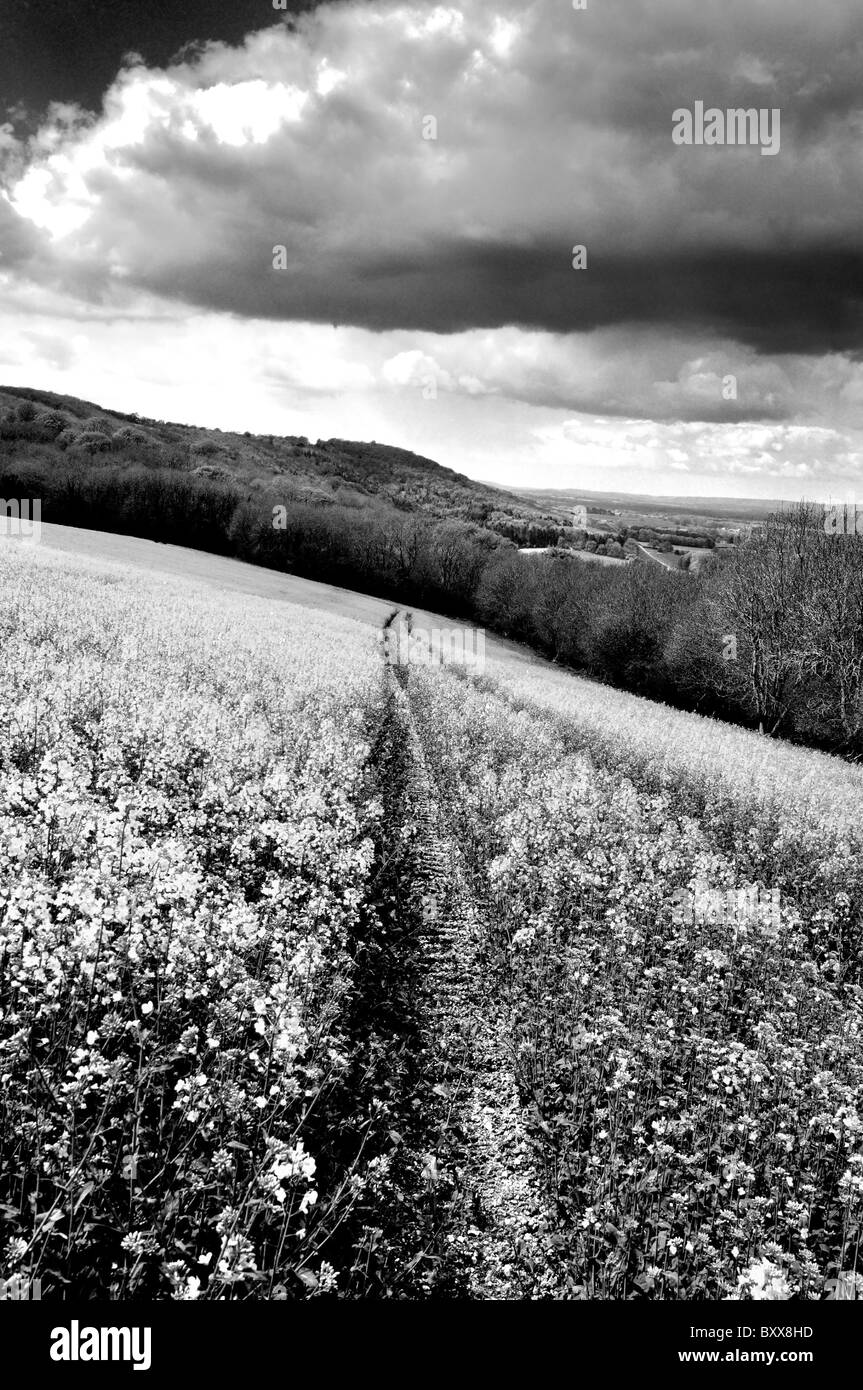 Duncton High Resolution Stock Photography and Images - Alamy