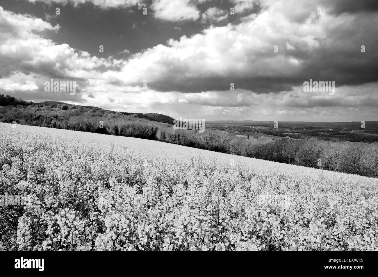 The southdowns hi-res stock photography and images - Alamy