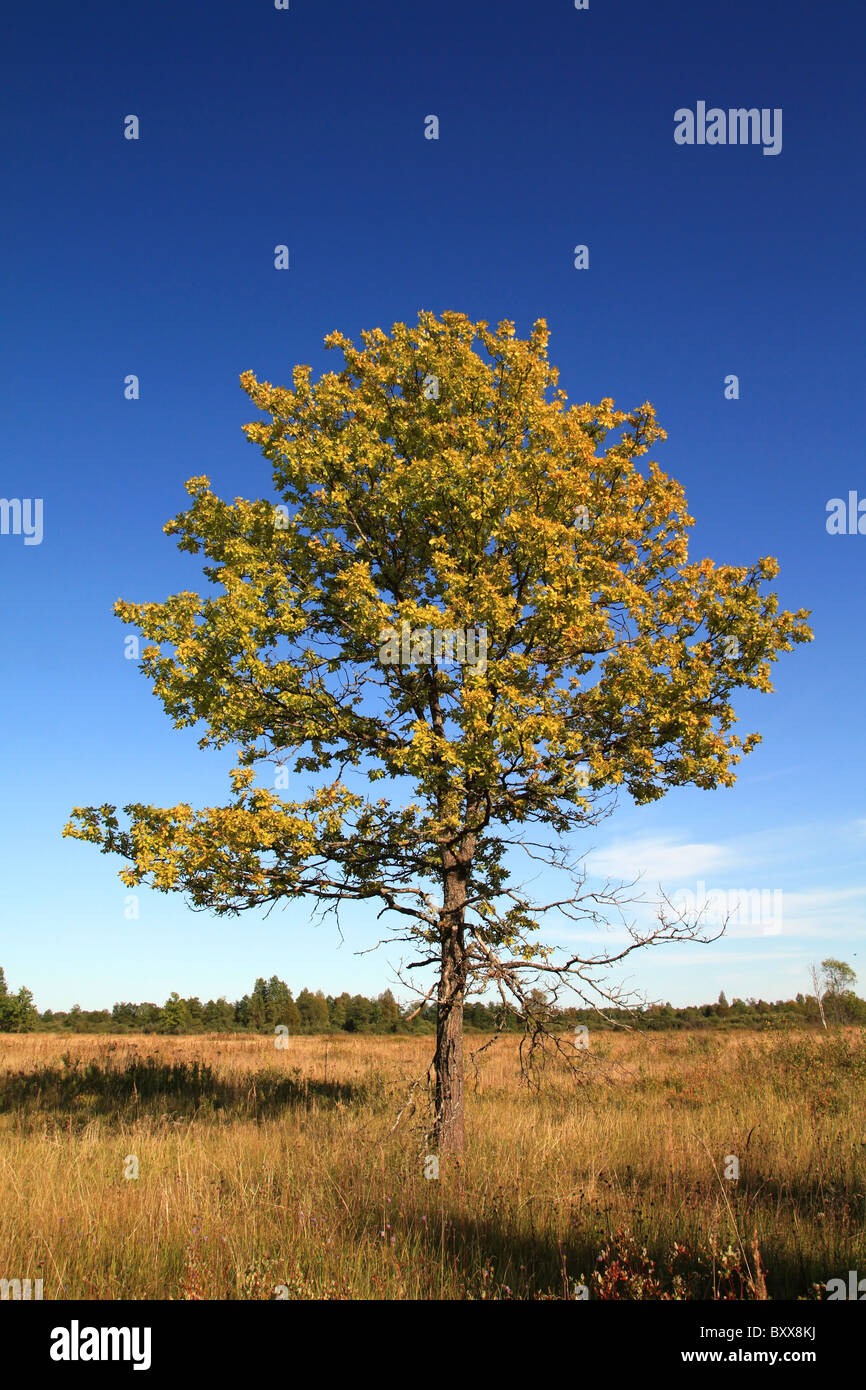 Beautiful yellow field in autumn hi-res stock photography and images ...