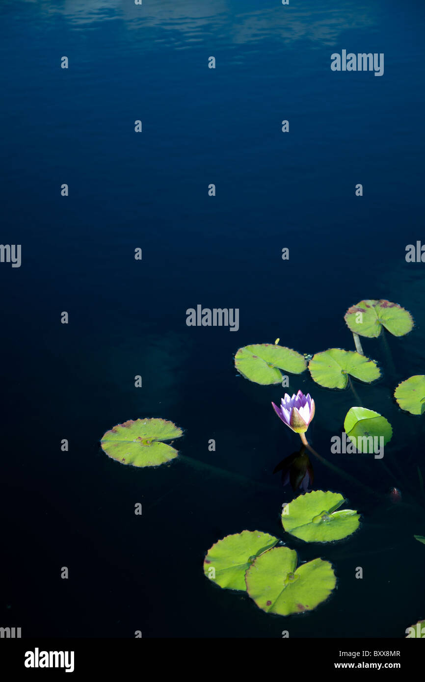 Blue lotus flower hi-res stock photography and images - Alamy