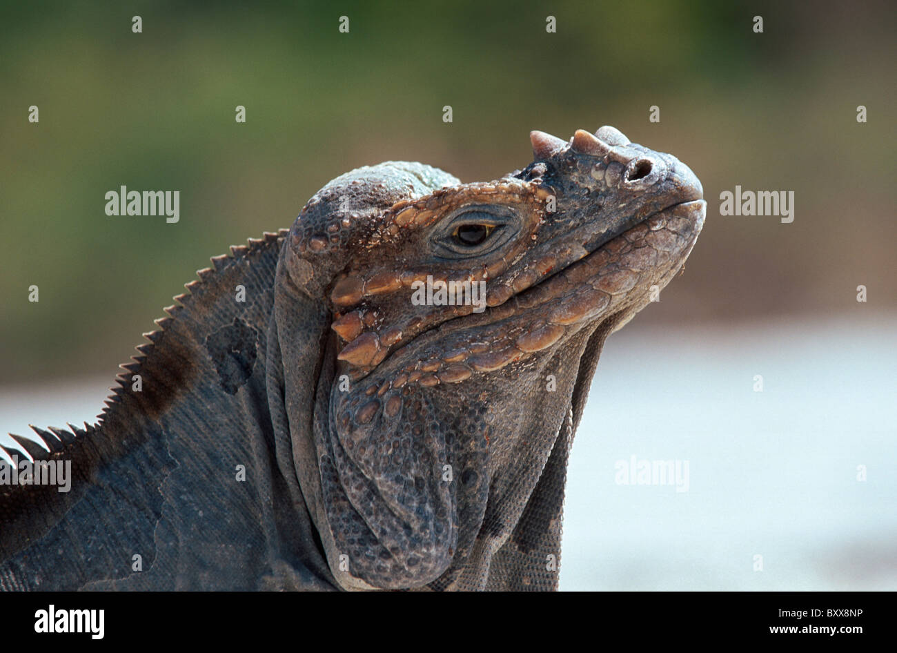 endemic iguana (Cyclura cornuta) near Lago Enriquillo, Dominican ...