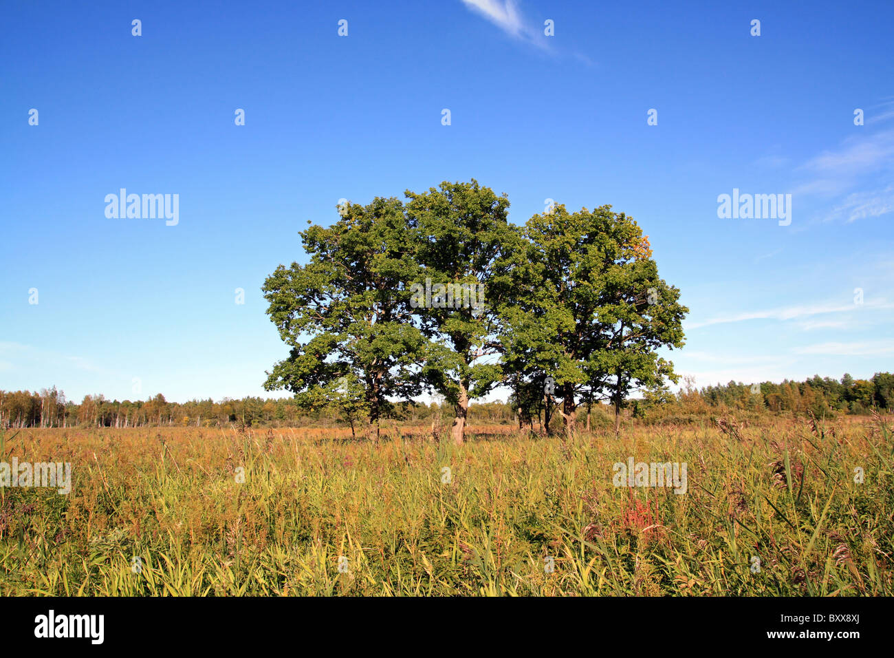 two oaks on autumn field Stock Photo - Alamy
