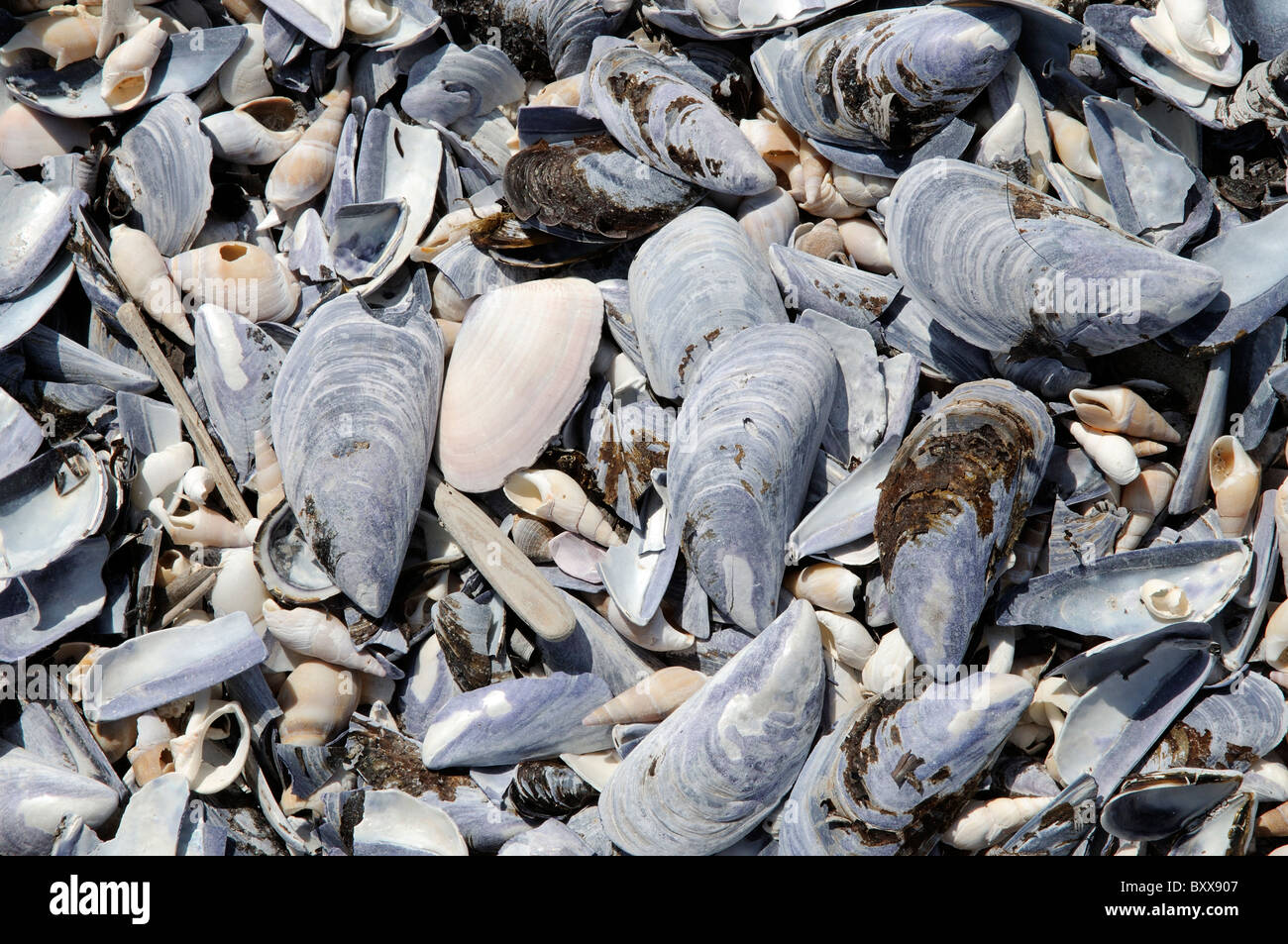 Shells africa hi-res stock photography and images - Alamy