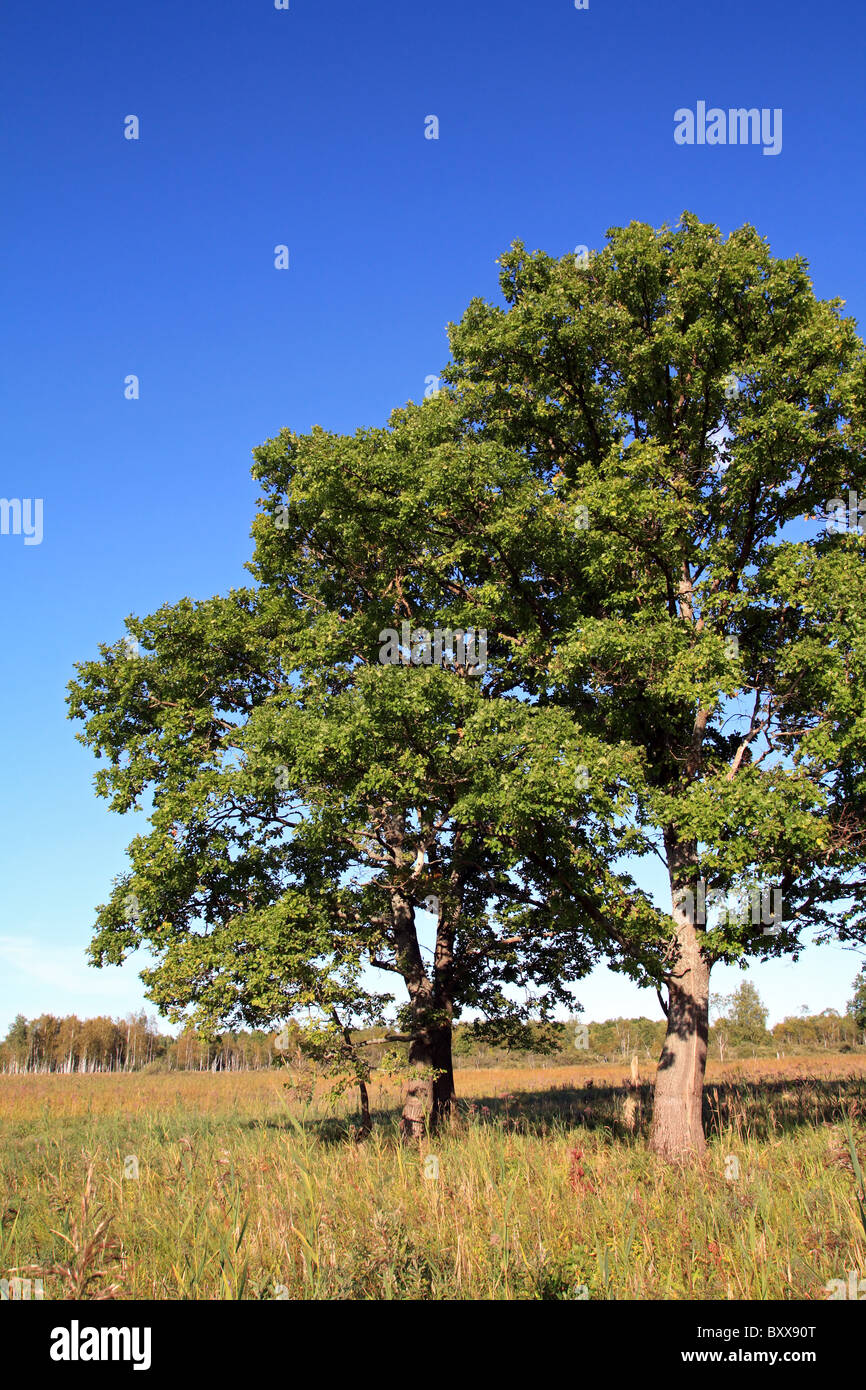 two oaks on autumn field Stock Photo - Alamy