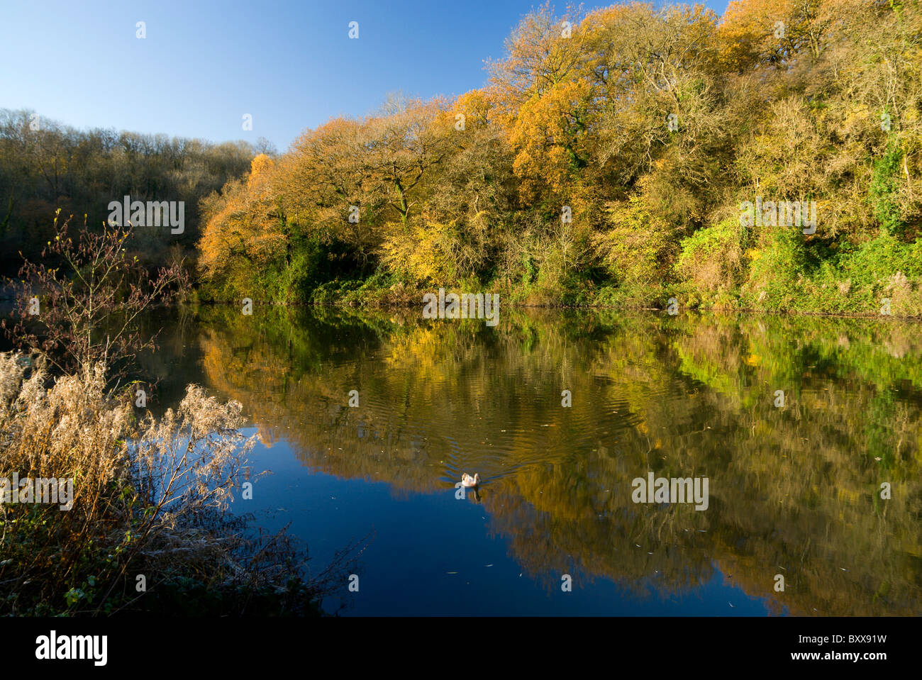 Ely duck hi-res stock photography and images - Alamy