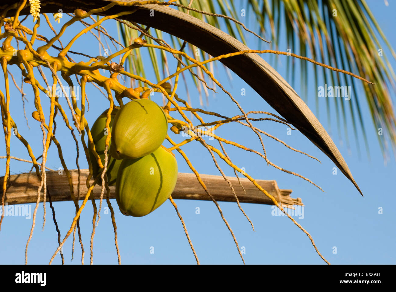 Coconut, Beach of Las Terrenas, Samana-Peninsula, Dominican Republic ...