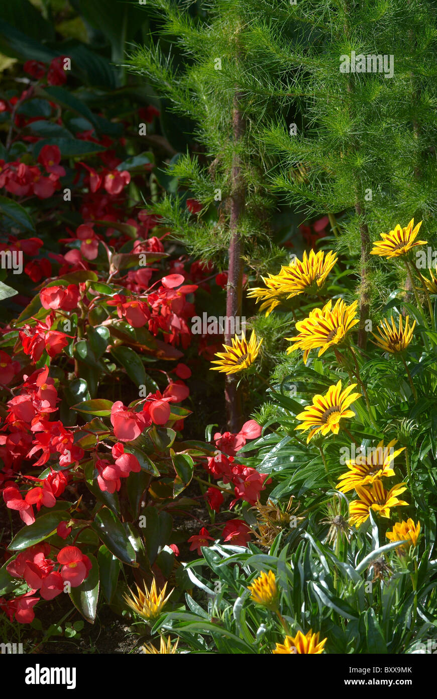 Wisley dragon wing red and gazania at RHS Wisley UK Stock Photo - Alamy