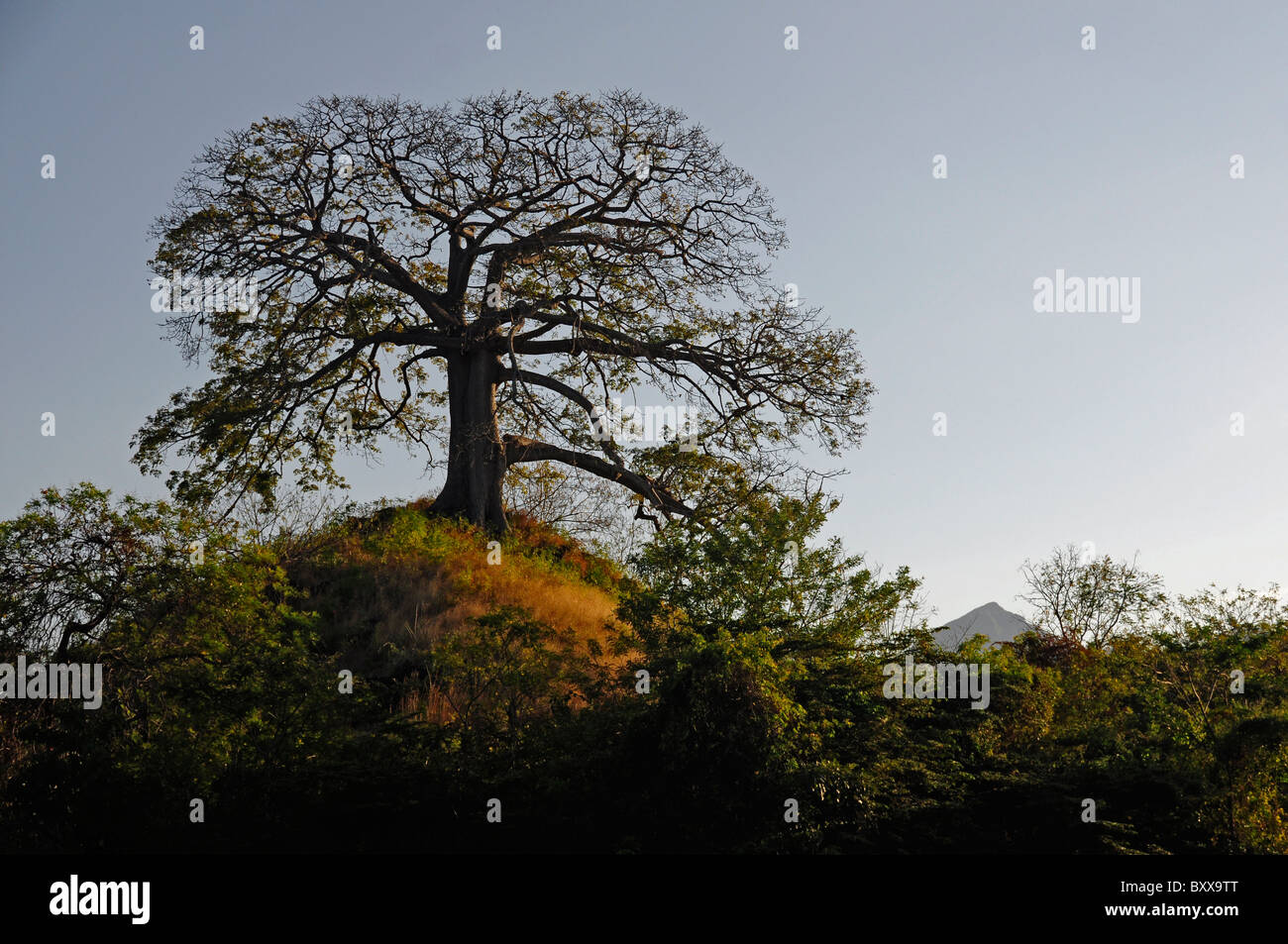Giant tree on island in Lake Nicaragua with Mombacho Volcano in the ...