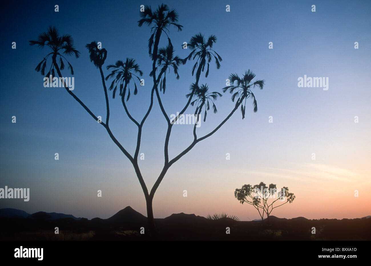 Doum palm, or gingerbread tree, Hyphaene thebaica, Samburu, Kenya Stock ...